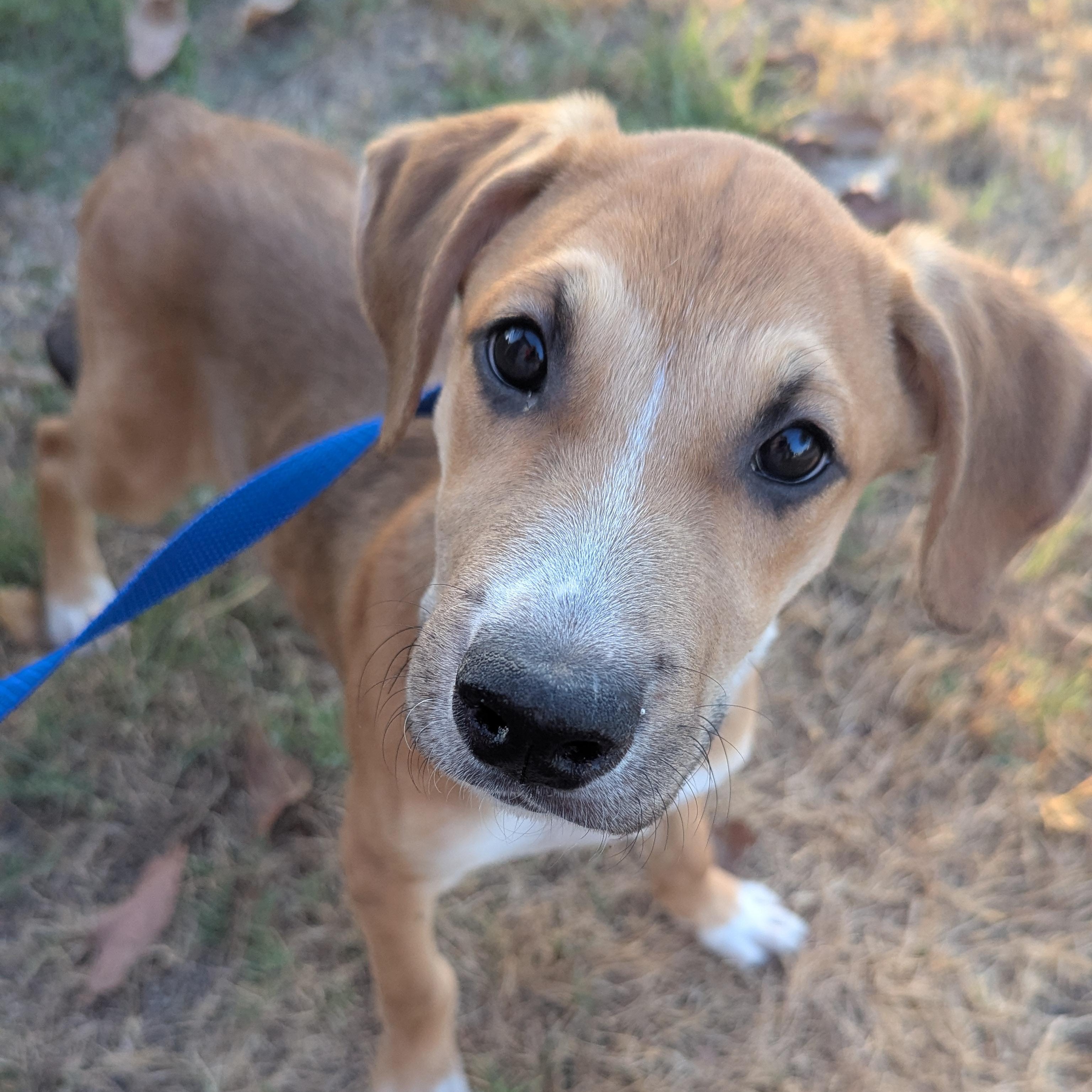 Dog for adoption - Peso Pluma, a Mixed Breed in Seattle, WA | Petfinder