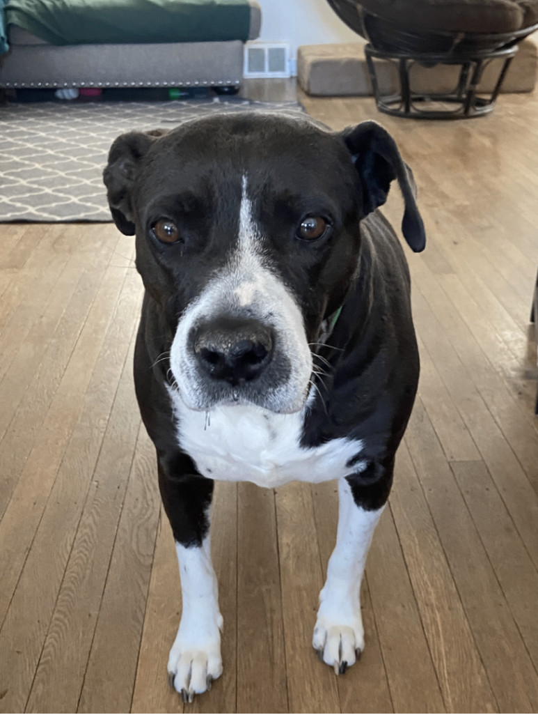 Dog for adoption - Petunia, a Terrier & Black Labrador Retriever Mix in ...