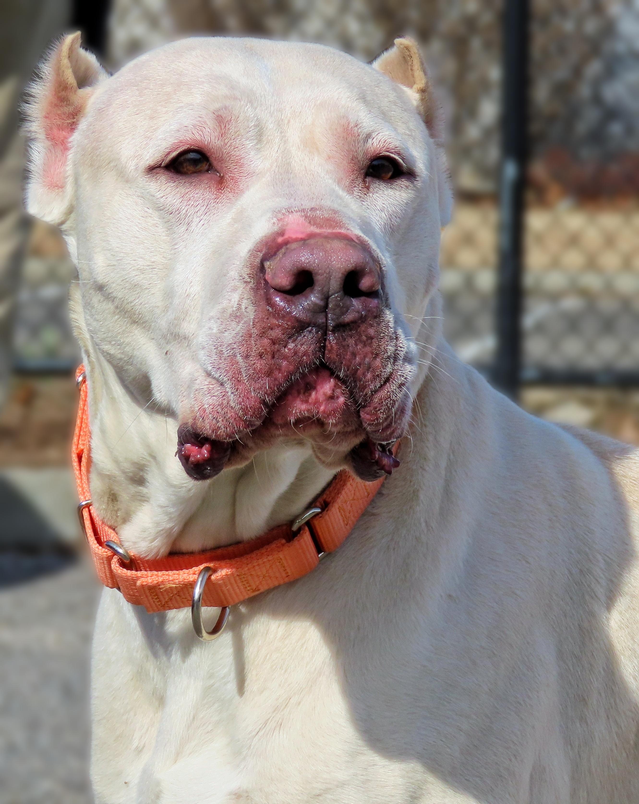 Dog for adoption - 25-77 Lulu, a Dogo Argentino in Amityville, NY ...