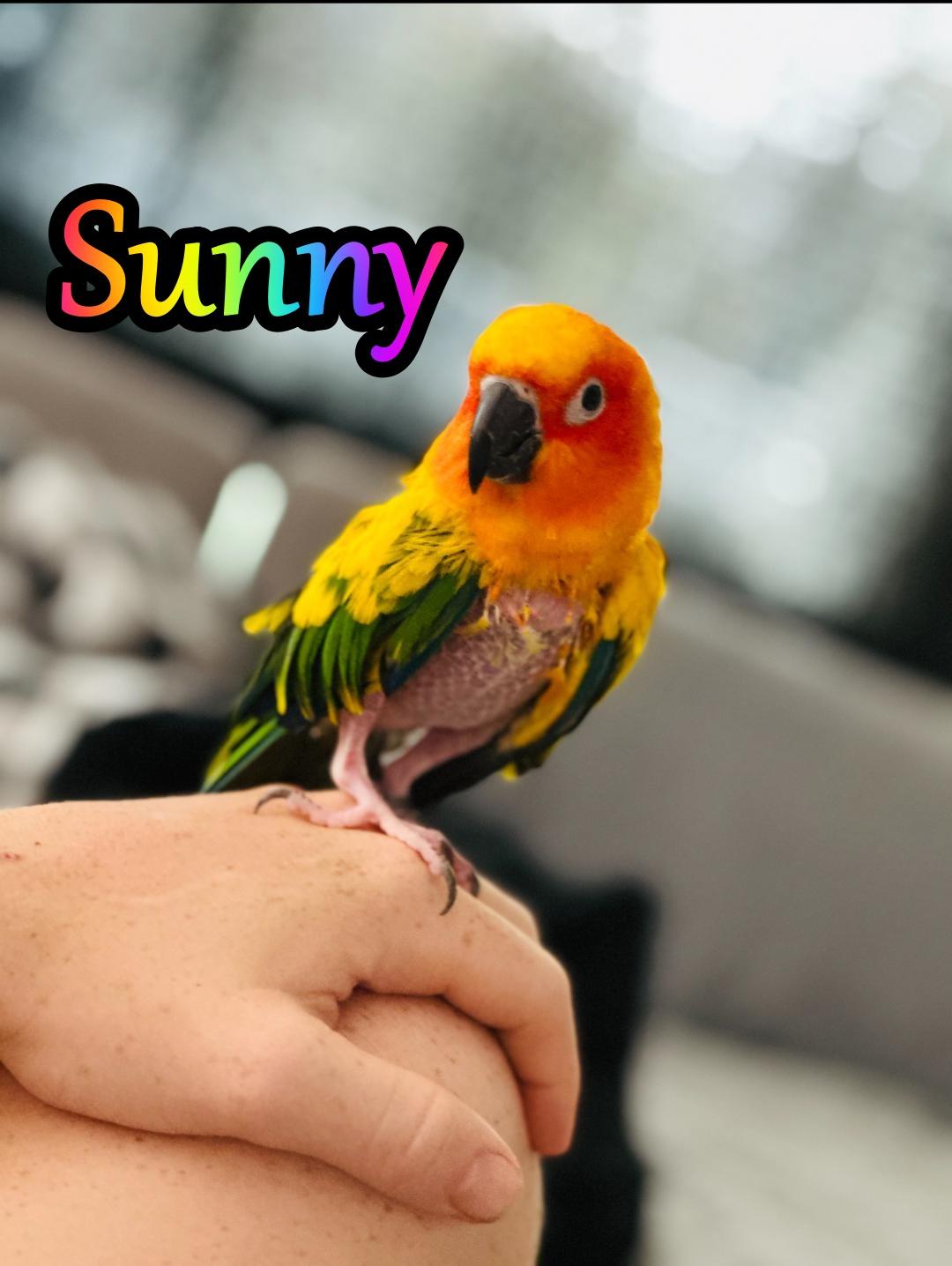 Parrot for adoption - Sunny, a Conure in Zephyrhills, FL | Petfinder