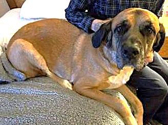 Dog for adoption - Gunner and Izzy, a Mastiff in Huntington, NY | Petfinder