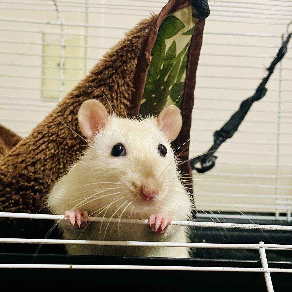 Rat for adoption - Mooshou, a Rat in Norcross, GA | Petfinder