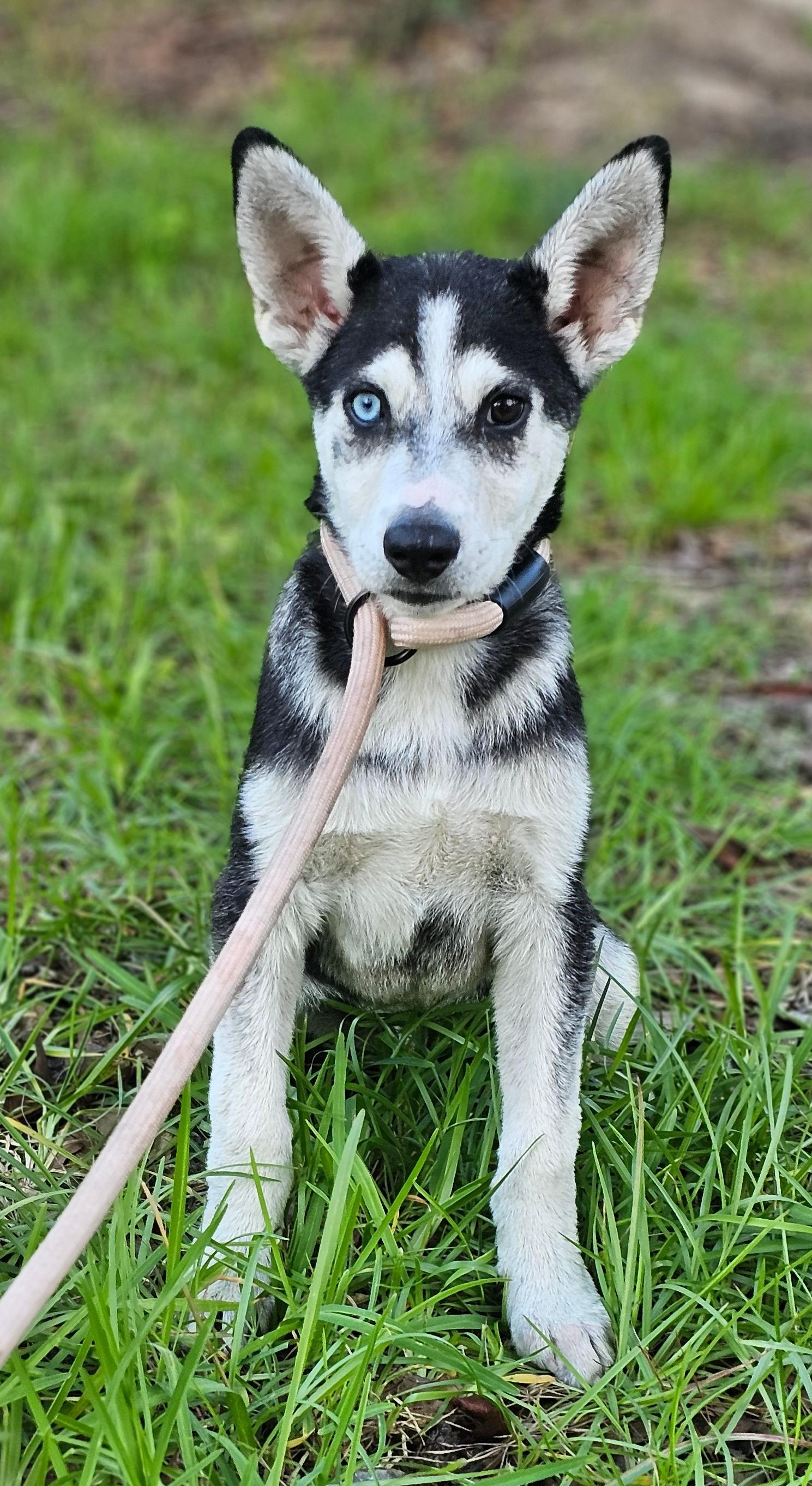 Dog for adoption - Kai, a Siberian Husky Mix in Atlantic City , NJ ...