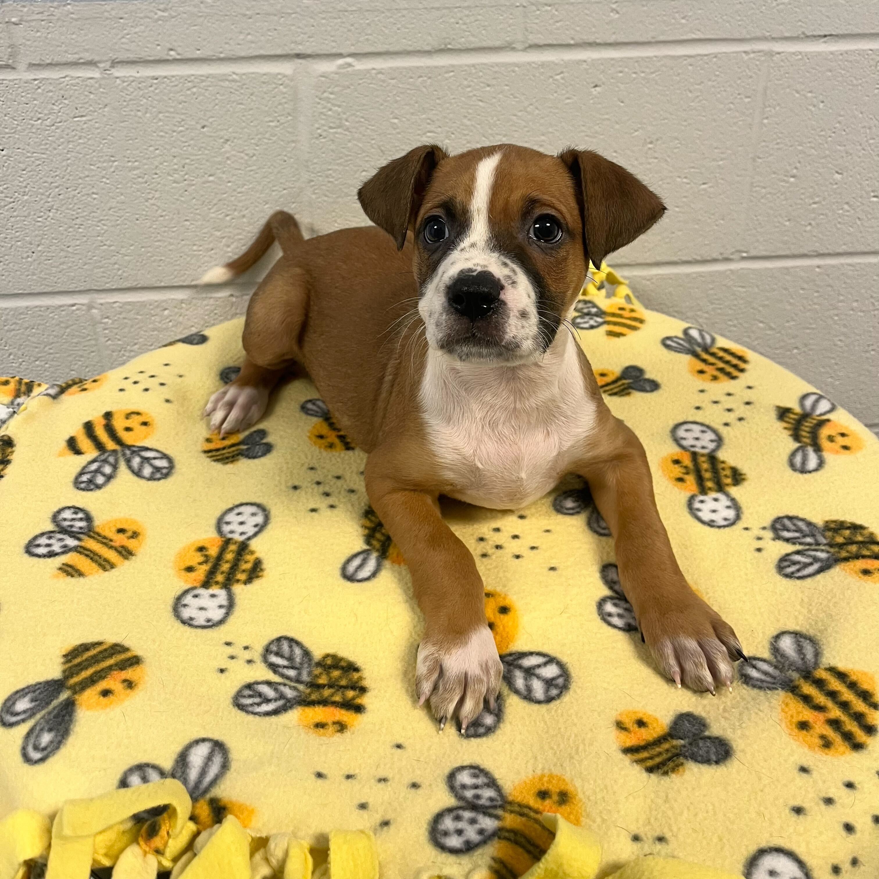 Dog for adoption - OJ, a Mixed Breed in Canal Winchester, OH | Petfinder