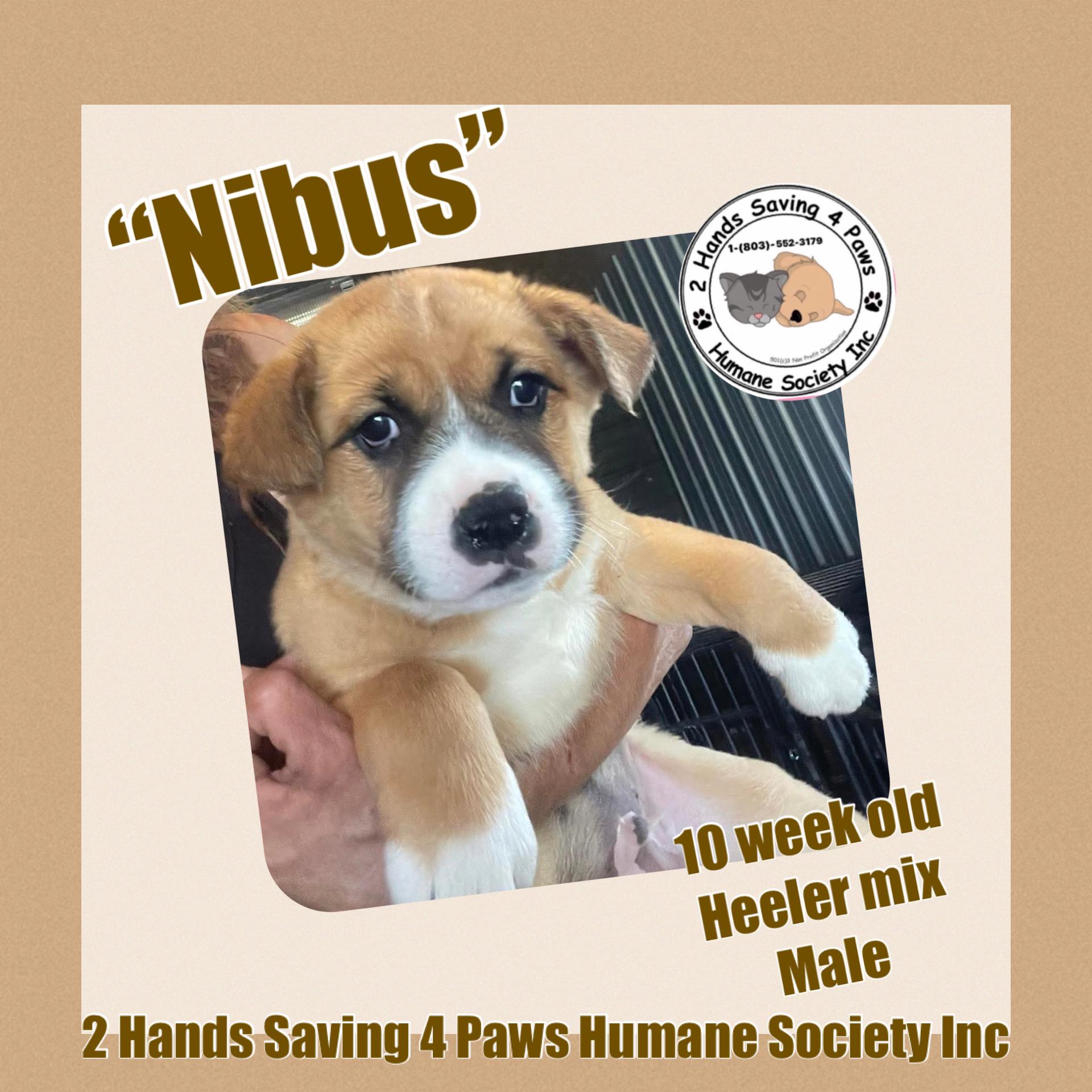 Dog for adoption - Nibus, a Mixed Breed in Wallington, NJ | Petfinder