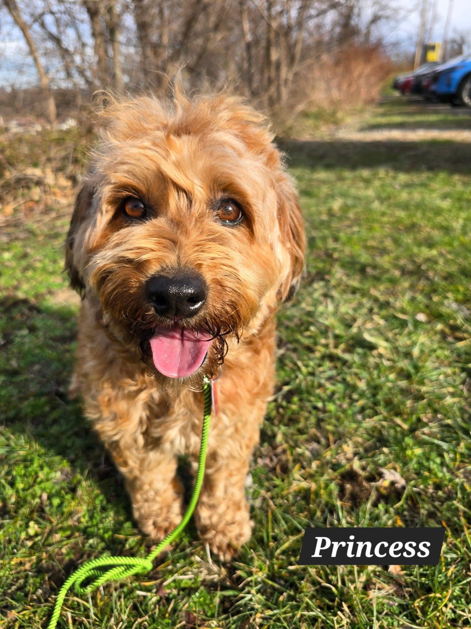 Princess - Adoptable Pet | Petfinder | Petfinder