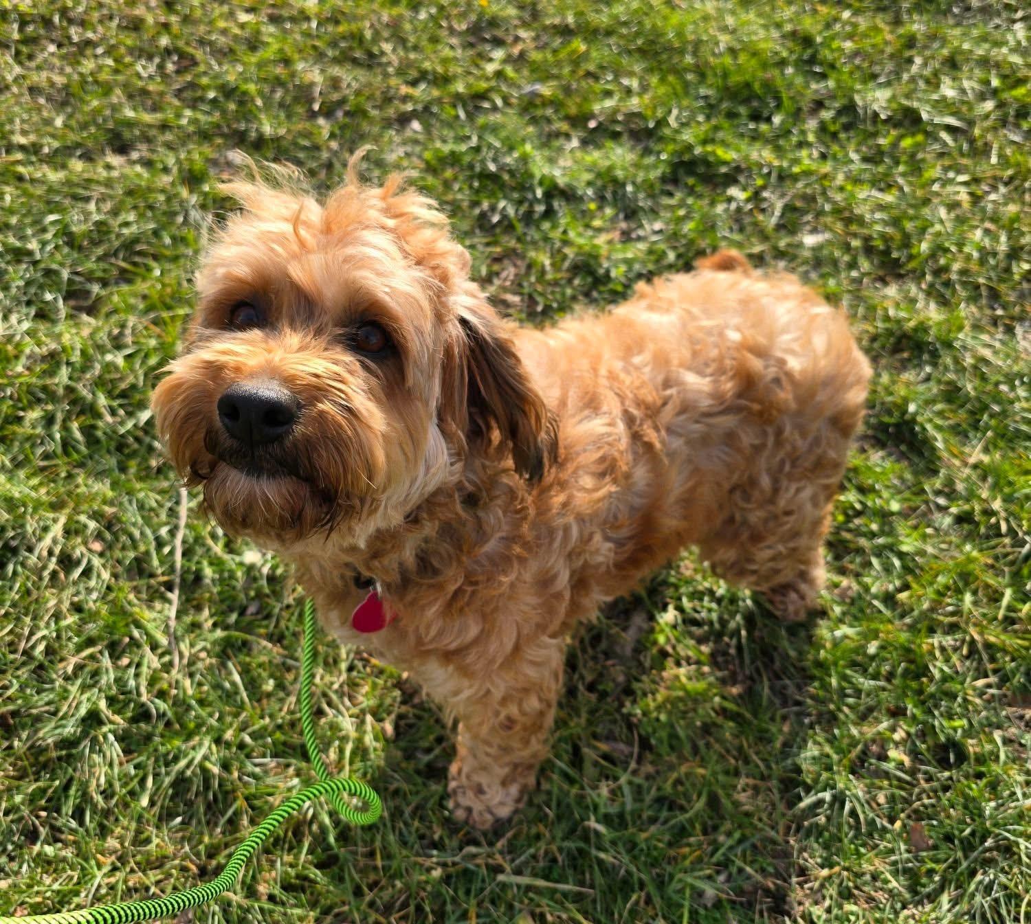 Princess - Adoptable Pet | Petfinder | Petfinder