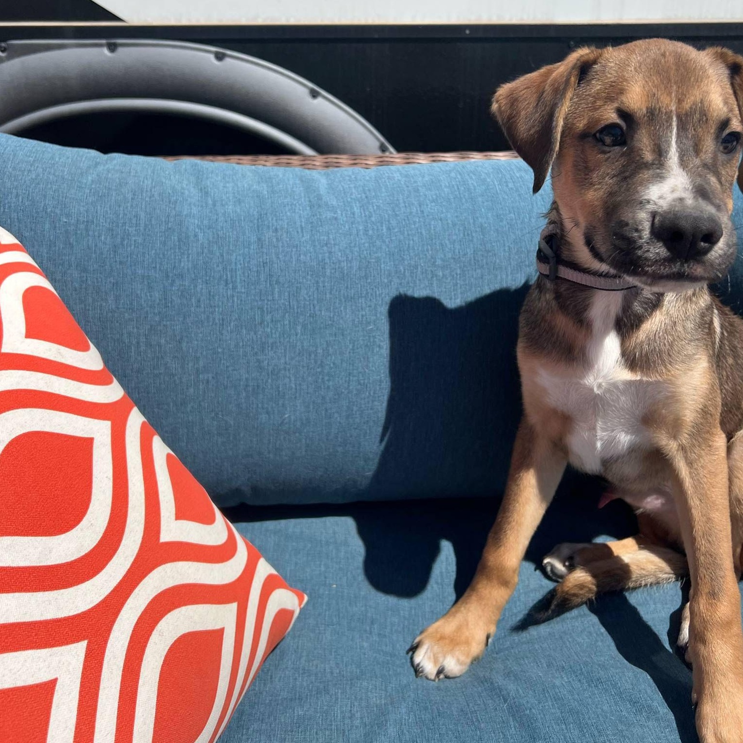 Dog for adoption - Rusty Wallace, a Shepherd Mix in Charlotte , NC ...