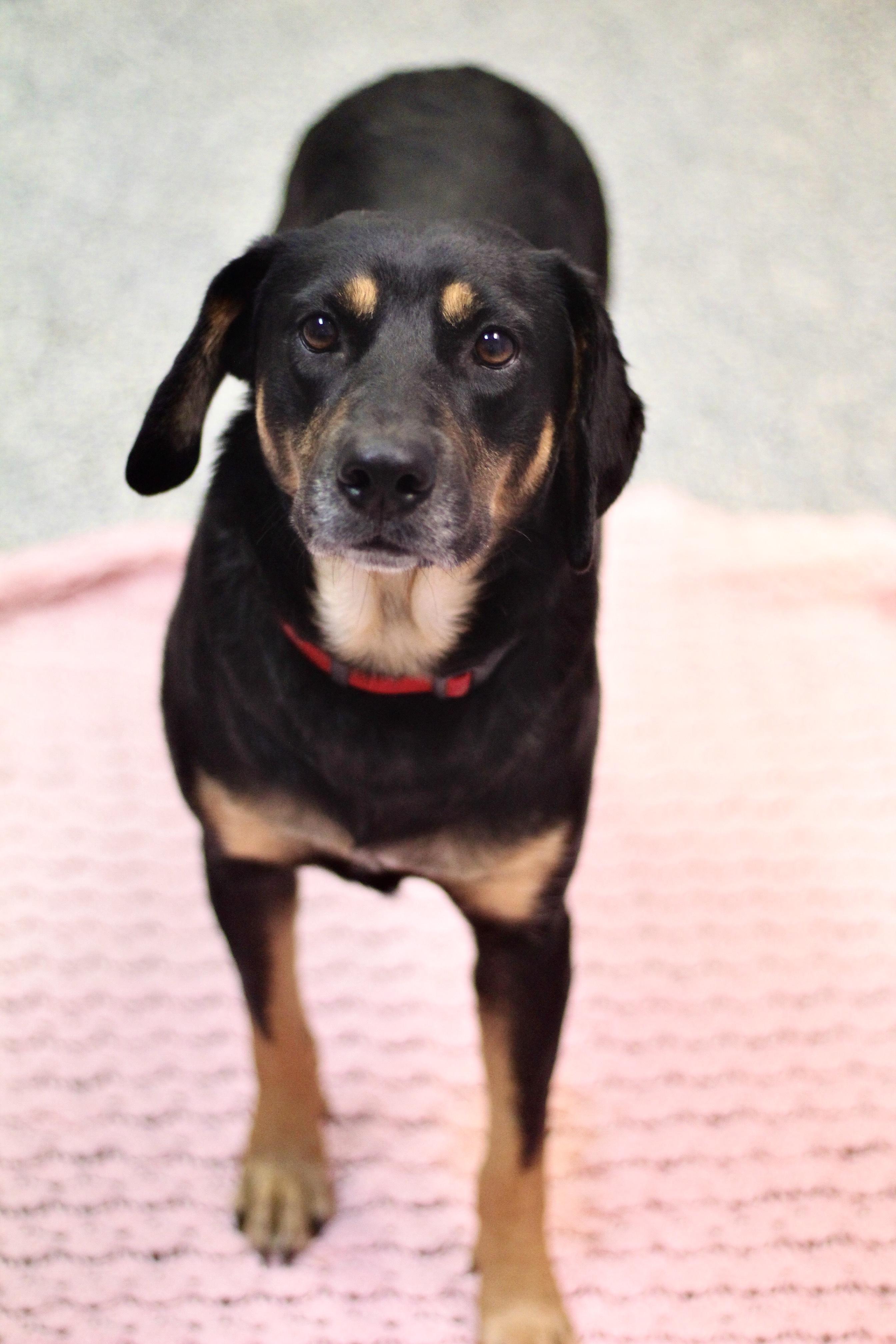 Dog for adoption - Apache in NH! Come Meet our Adoptable Dogs Wednesday ...