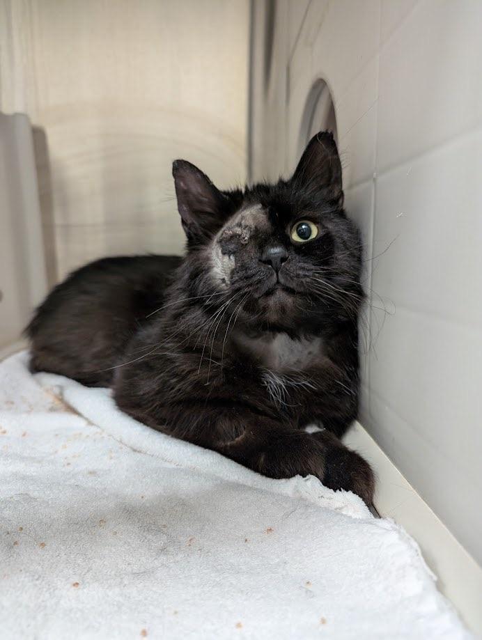 Cat for adoption - Dave the Cheese Wizard, a Domestic Medium Hair in ...