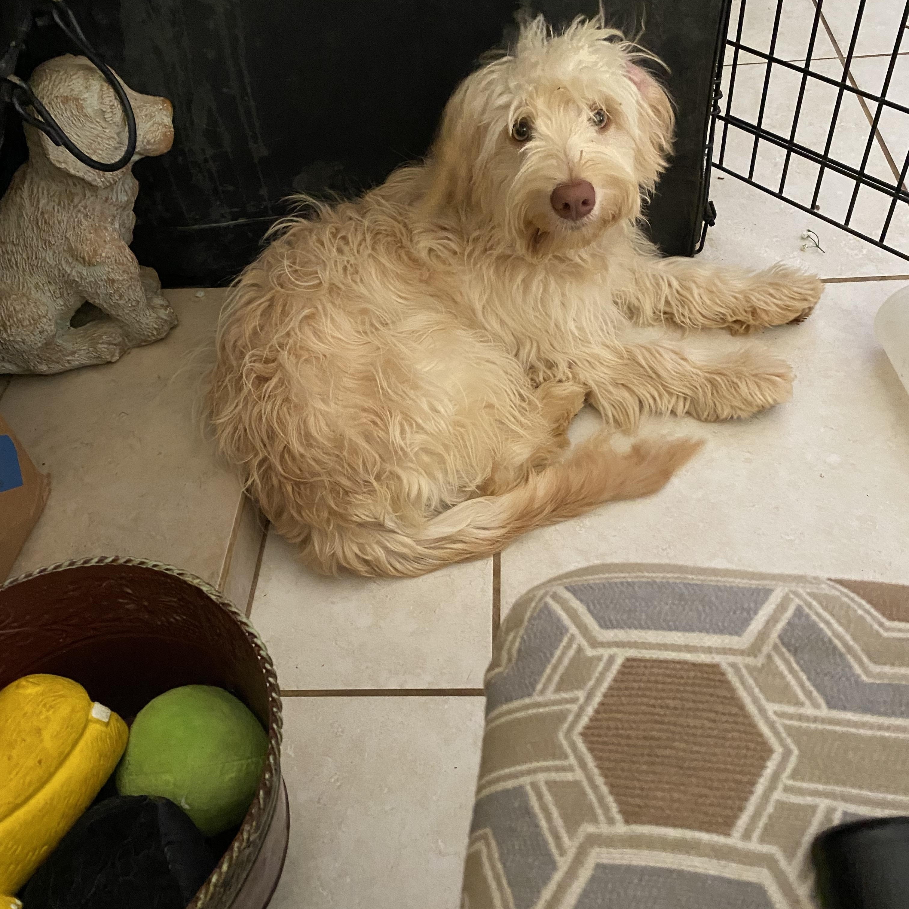 Dog for adoption - Hanna, a Havanese & Miniature Poodle Mix in Moreno ...