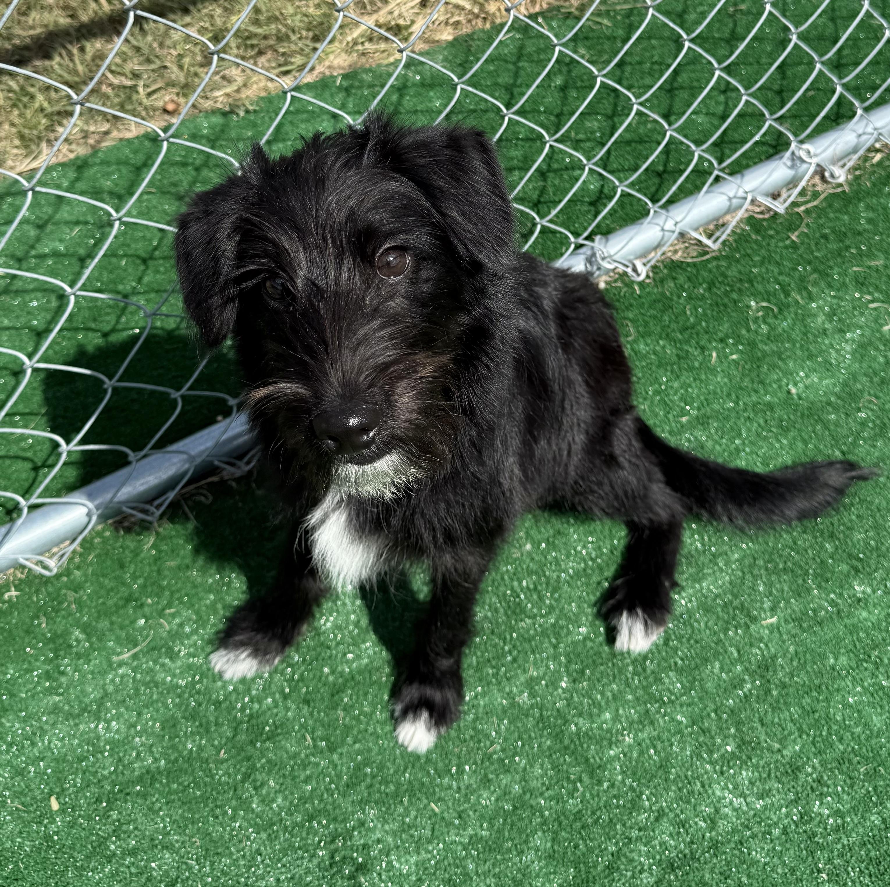 Dog for adoption - Alphie, a Terrier Mix in Bellingham, WA | Petfinder