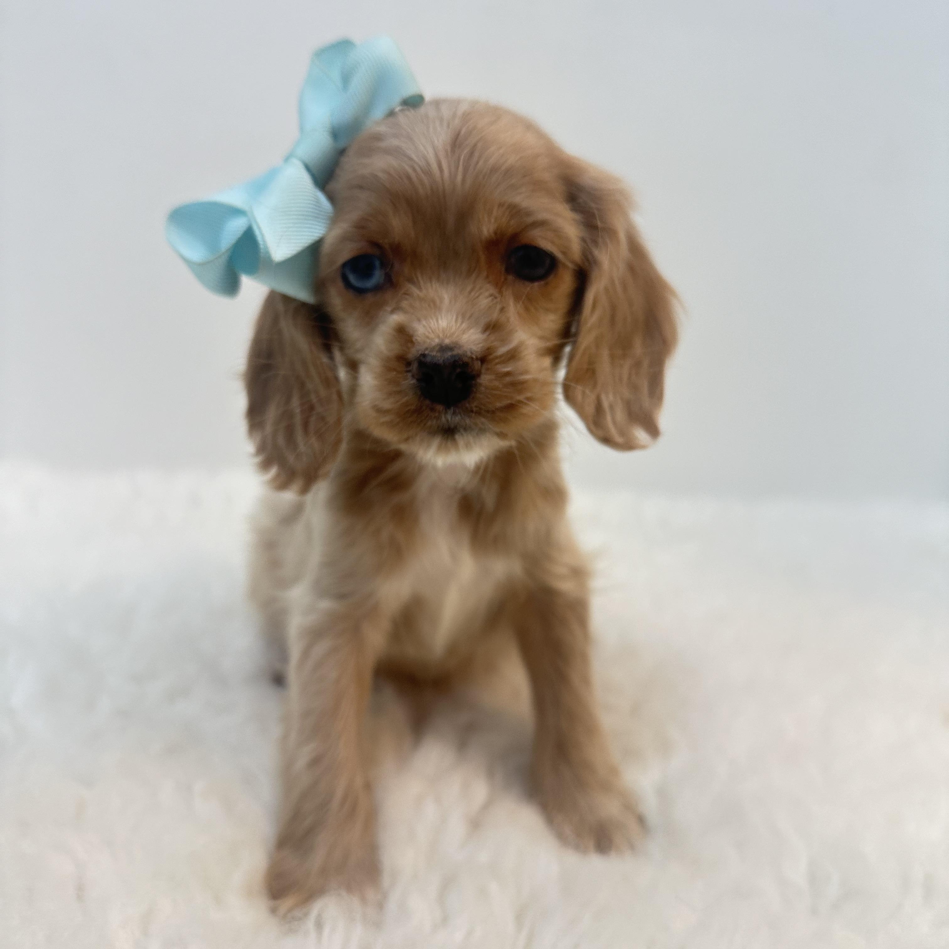 Jolena - Adoptable Pet | Petfinder | Petfinder