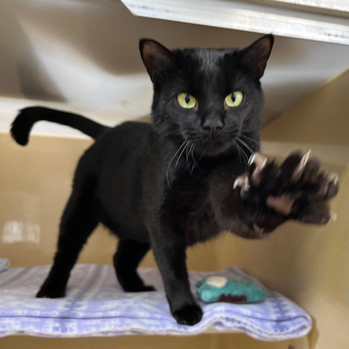 Cat for adoption - Griselda, a Bombay Mix in Clarksville, VA | Petfinder