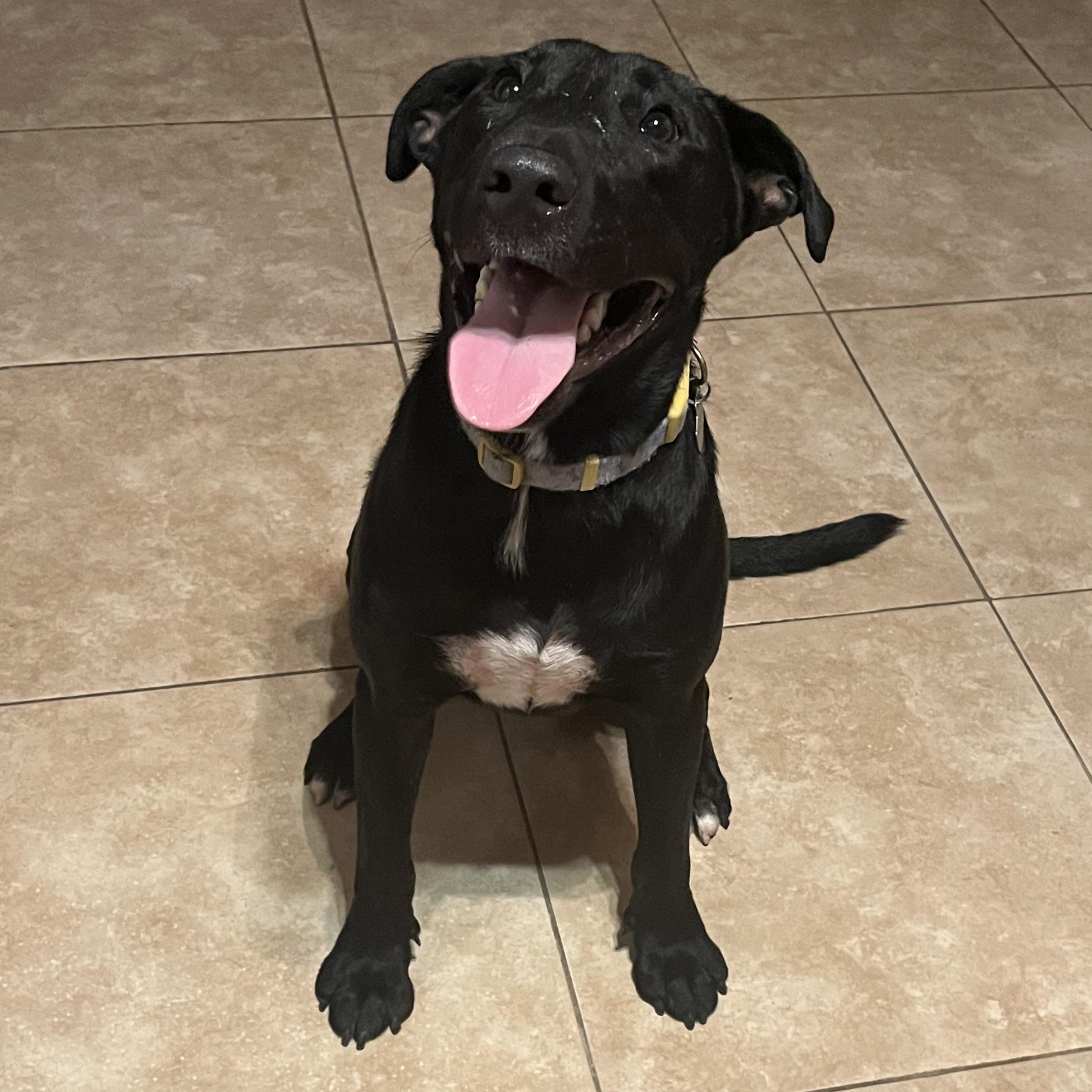 Dog for adoption - Nyx, a Labrador Retriever Mix in Houston, TX | Petfinder