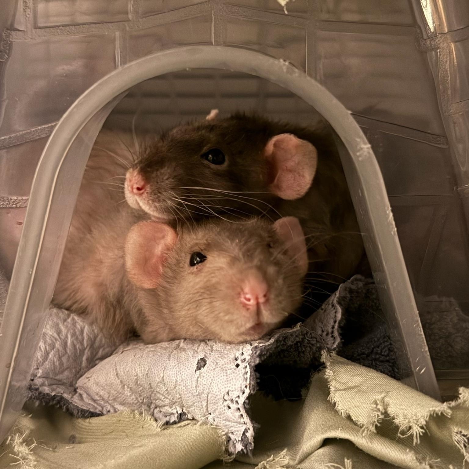 Rat for adoption - Powder and Wednesday, a Rat in Phoenix, AZ | Petfinder