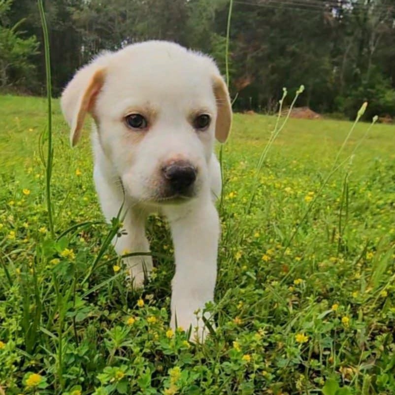 Dog for adoption - Phoenix, a Great Pyrenees & Labradoodle Mix in ...