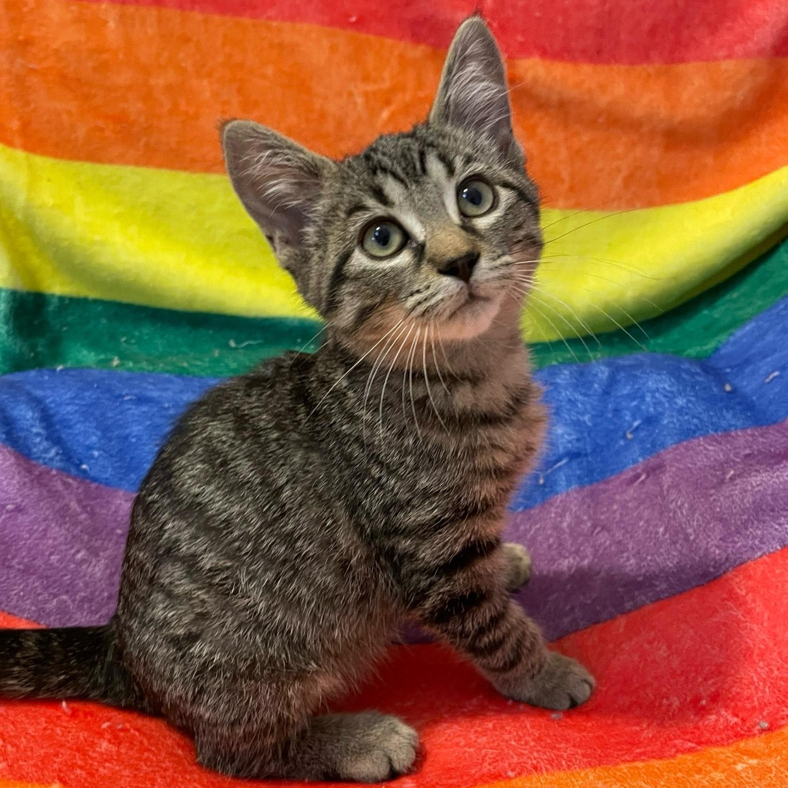 Cat for adoption - Bumble **bonded with Clove**, a Domestic Short Hair ...