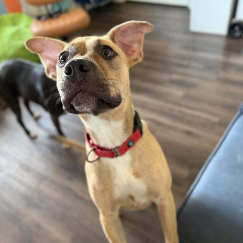 Dog for adoption - Rainie Baby the pocket sized Pittie lady loves to ...