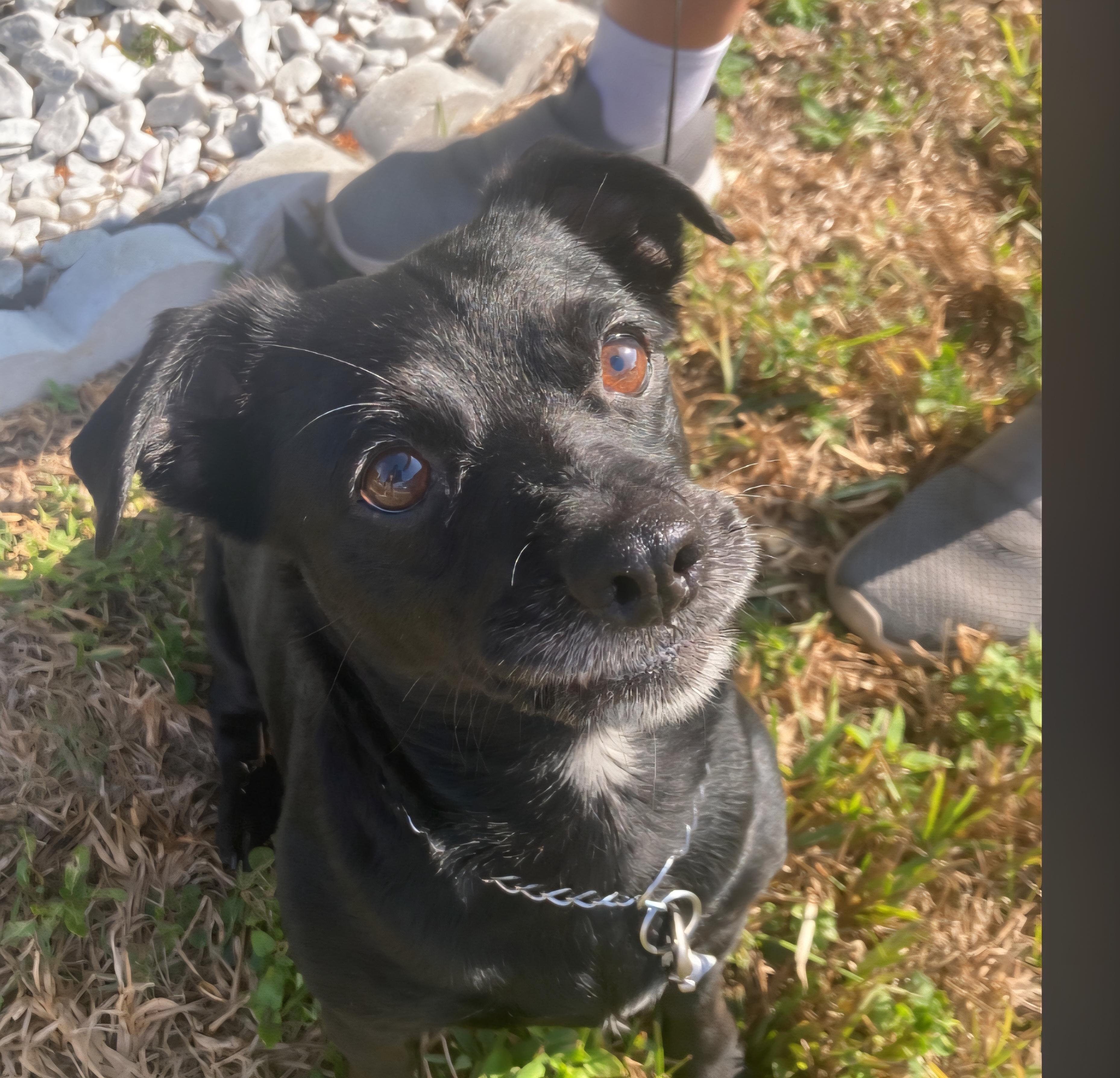 Anna - Adoptable Pet | Petfinder | Petfinder