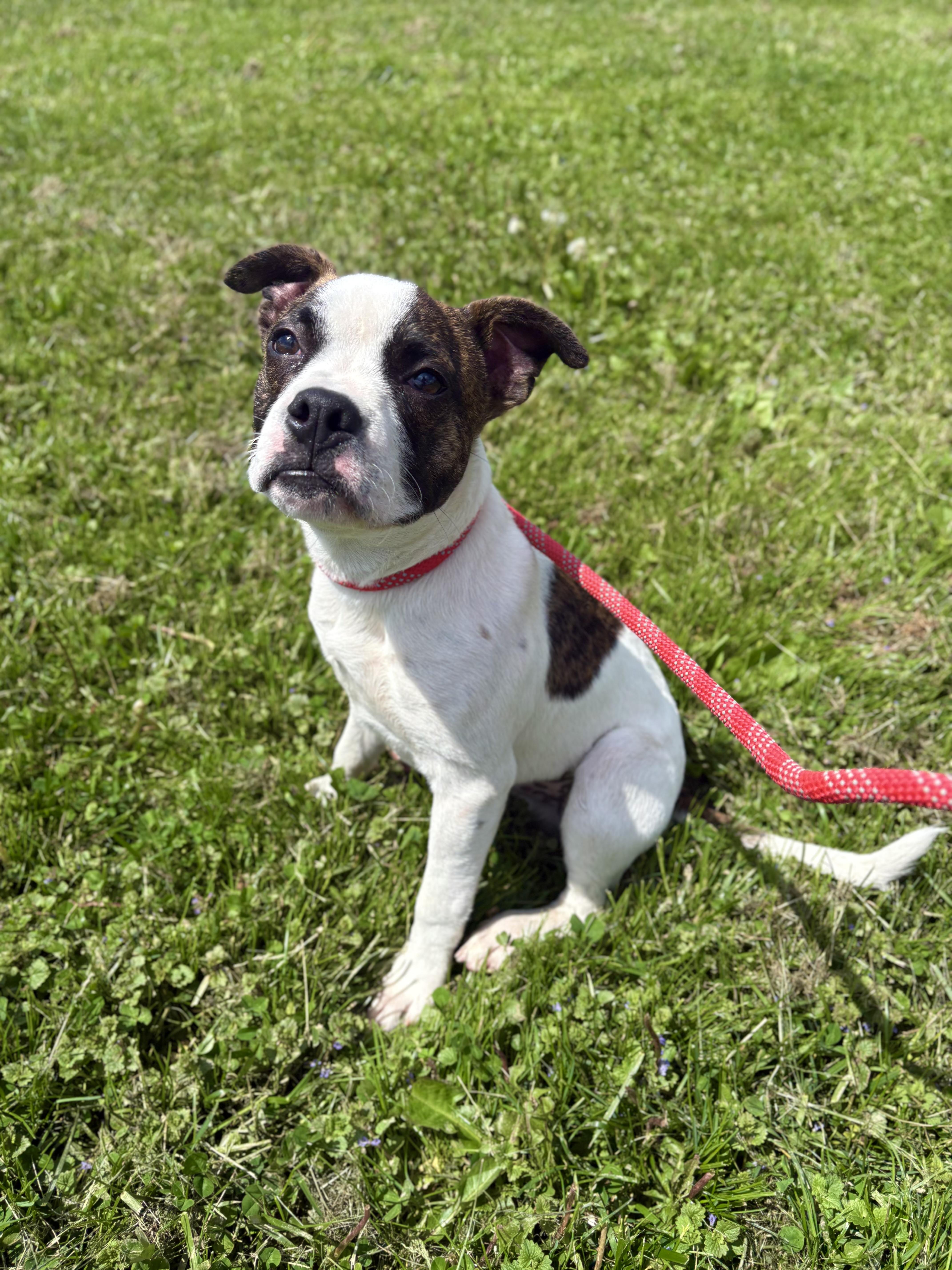 Dog for adoption - Leeland, a Boston Terrier Mix in Wooster, OH | Petfinder