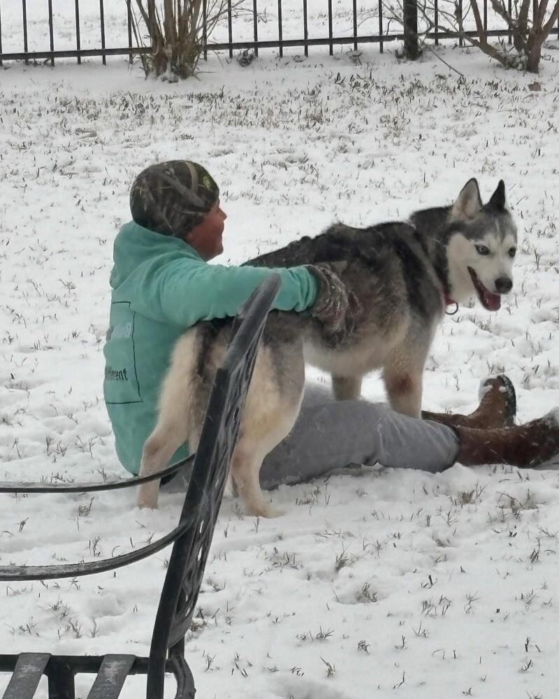 Dog for adoption - Lala Lovey Ark, a Husky & Siberian Husky Mix in ...