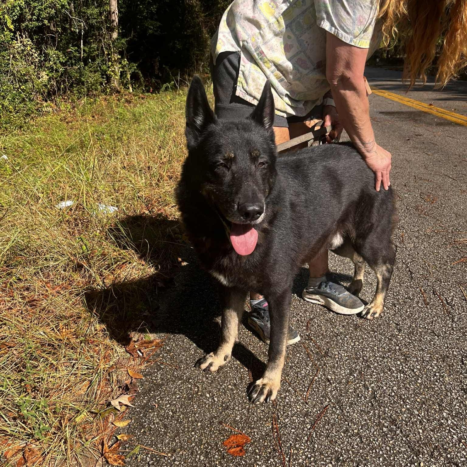 Dog for adoption - TEDDY GS, a German Shepherd Dog in St Joseph, MI ...