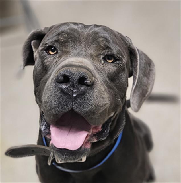 Dog for adoption - Bruce, a Cane Corso in Thousand Oaks, CA | Petfinder