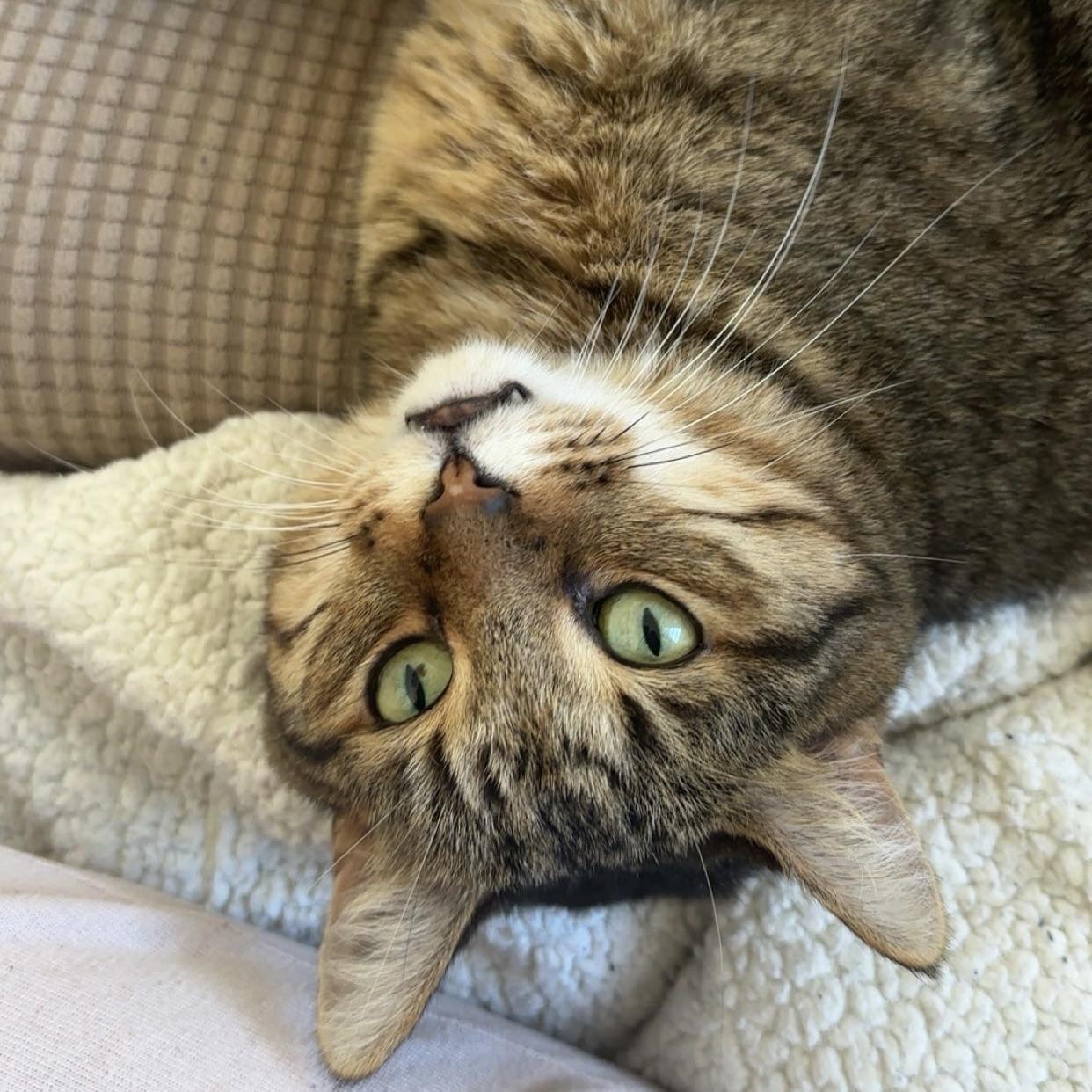 Cat for adoption - Ricky Lane, a Tabby in Pound, VA | Petfinder
