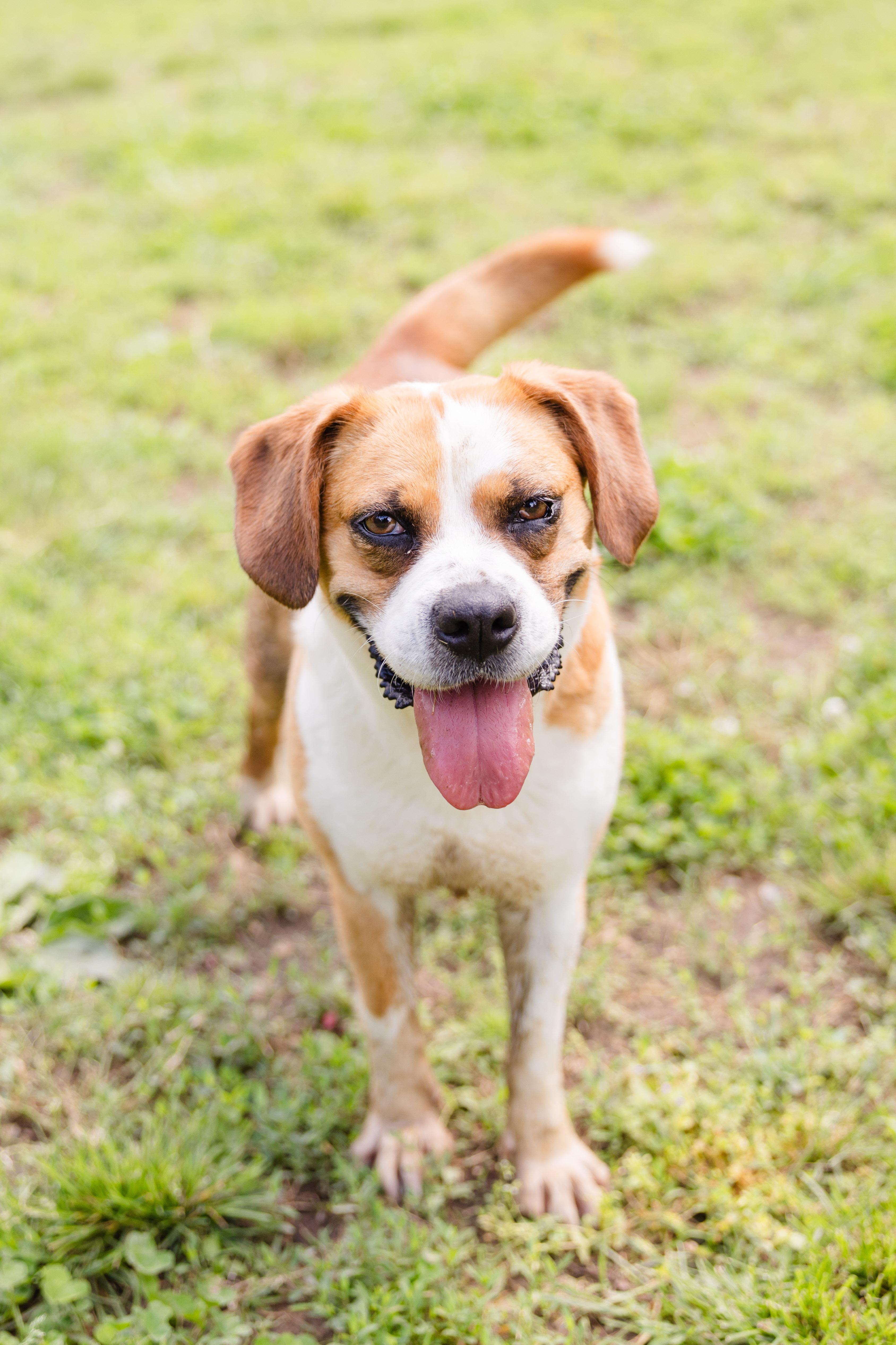 Dog for adoption - Oreo, a Beagle Mix in Newburgh, IN | Petfinder