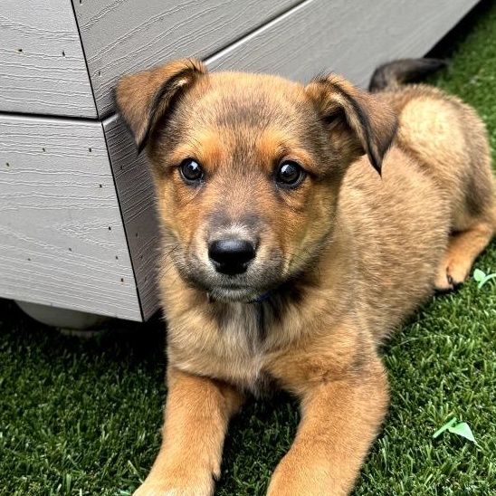 Dog for adoption - Forrest, an Australian Cattle Dog / Blue Heeler ...