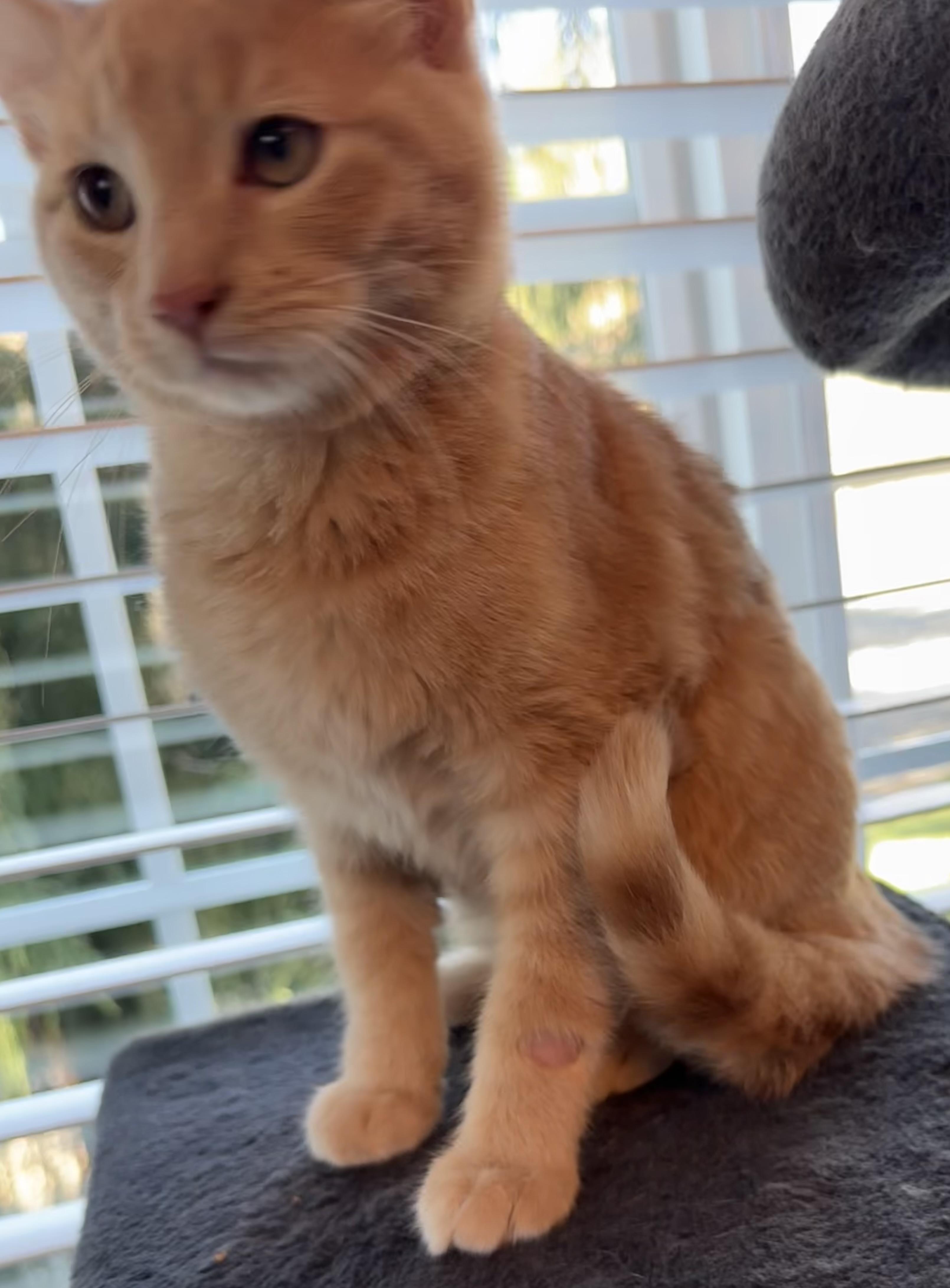 Cat for adoption - Chowder, a Domestic Short Hair in Bonney Lake, WA ...