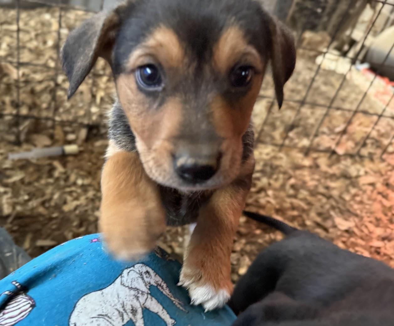 Dog for adoption - STEF Adventure Litter, a Shepherd Mix in Hartford ...