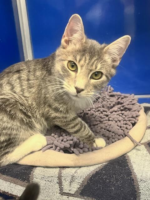 Cat for adoption - Crest (ID 48987/0605), a Domestic Short Hair in Manassas, VA | Petfinder