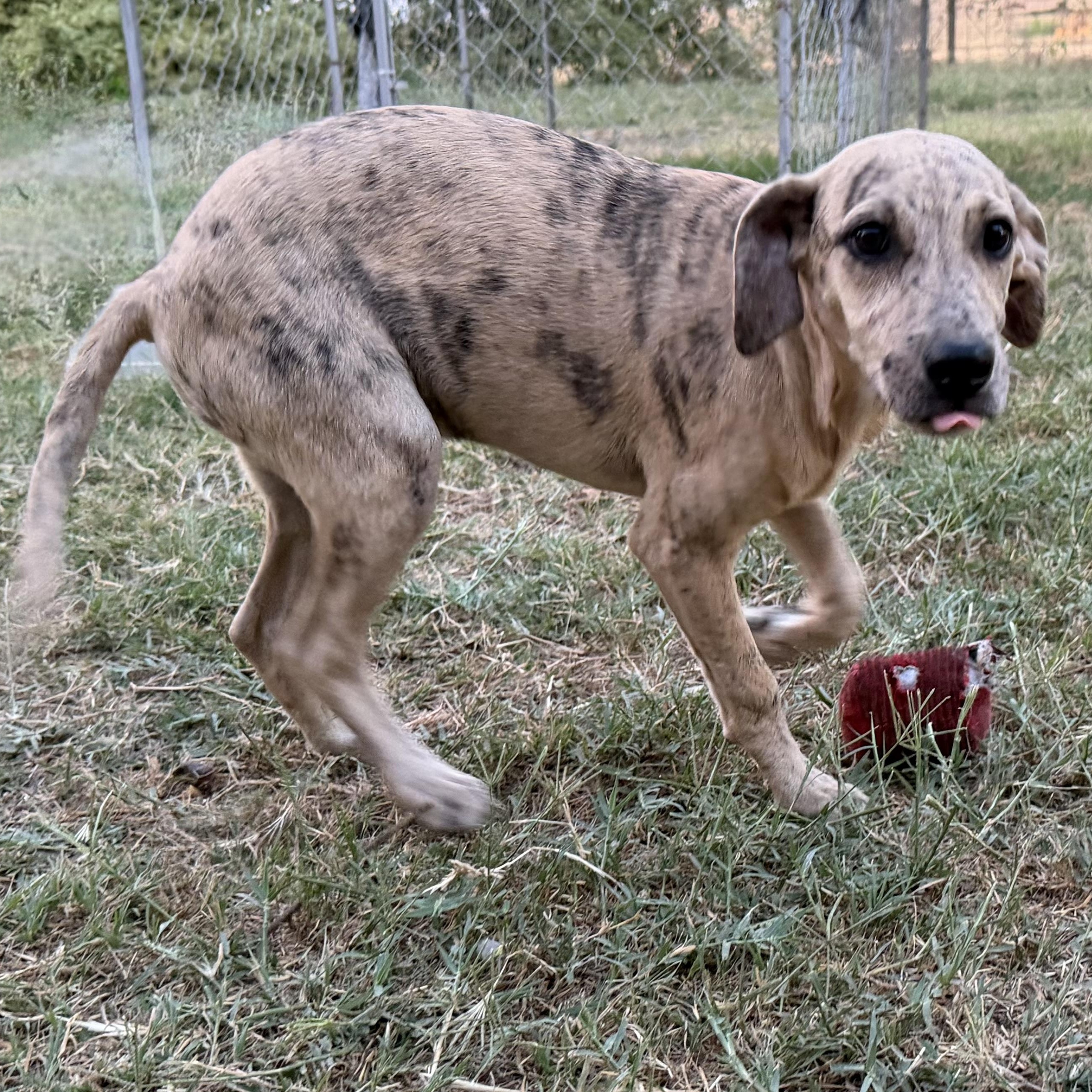 Dog for adoption - Cinnabon, a Catahoula Leopard Dog Mix in Rapid City ...