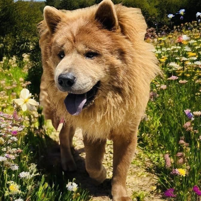 Dog for adoption - Bear, a Chow Chow in kalamazoo, MI | Petfinder