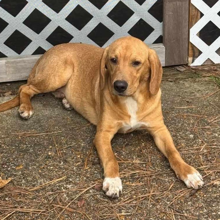 Dog for adoption - Churro, a Labrador Retriever & Beagle Mix in Bayport ...