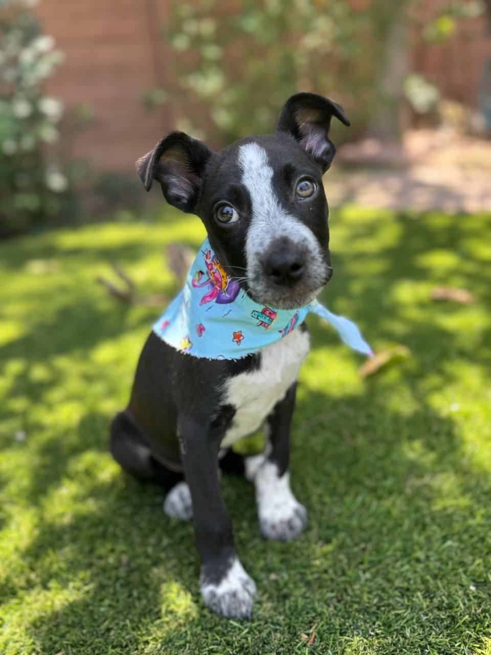 Dog for adoption - Stewie, a Pit Bull Terrier in Los Angeles, CA ...