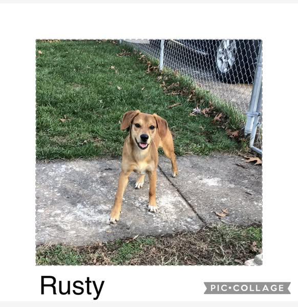 Dog for adoption - Rusty, a Mixed Breed in Seth, WV | Petfinder