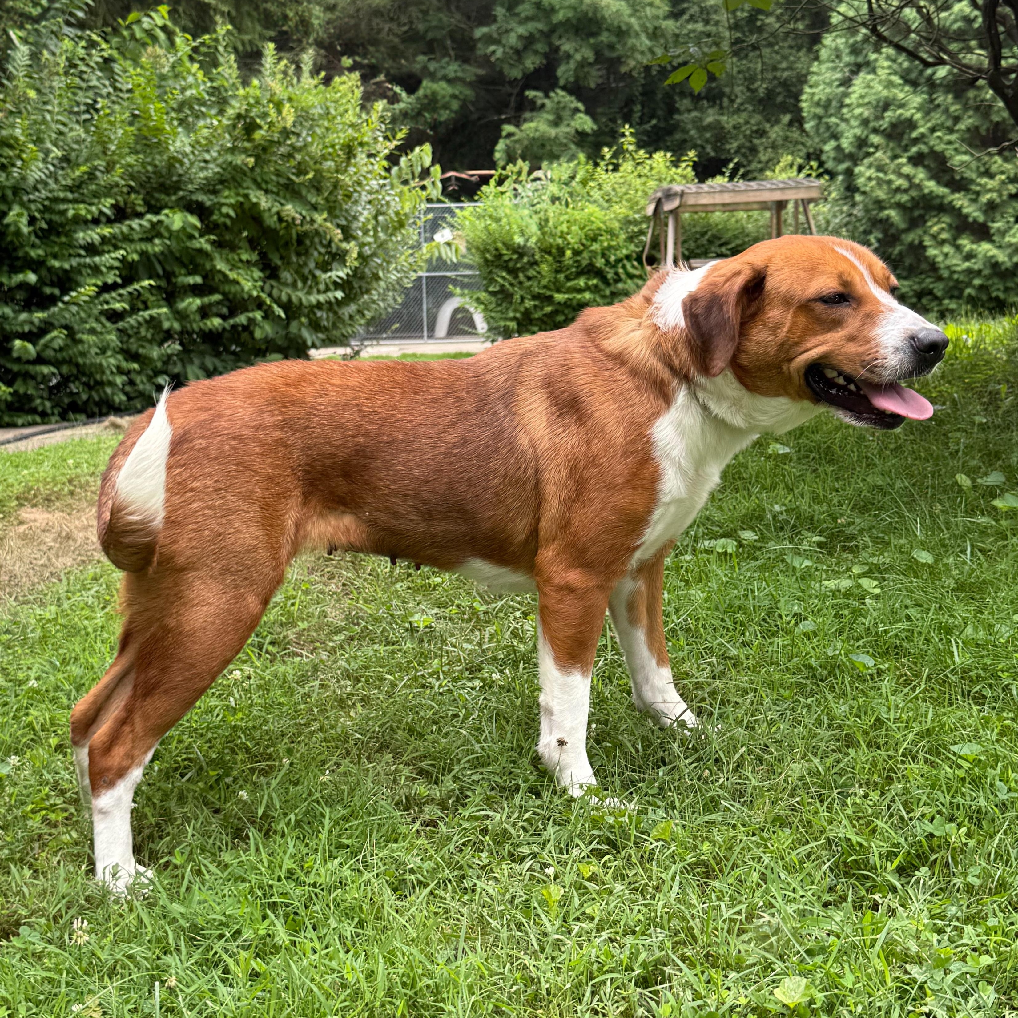 Dog for adoption - Cassie, a Collie Mix in Latrobe, PA | Petfinder