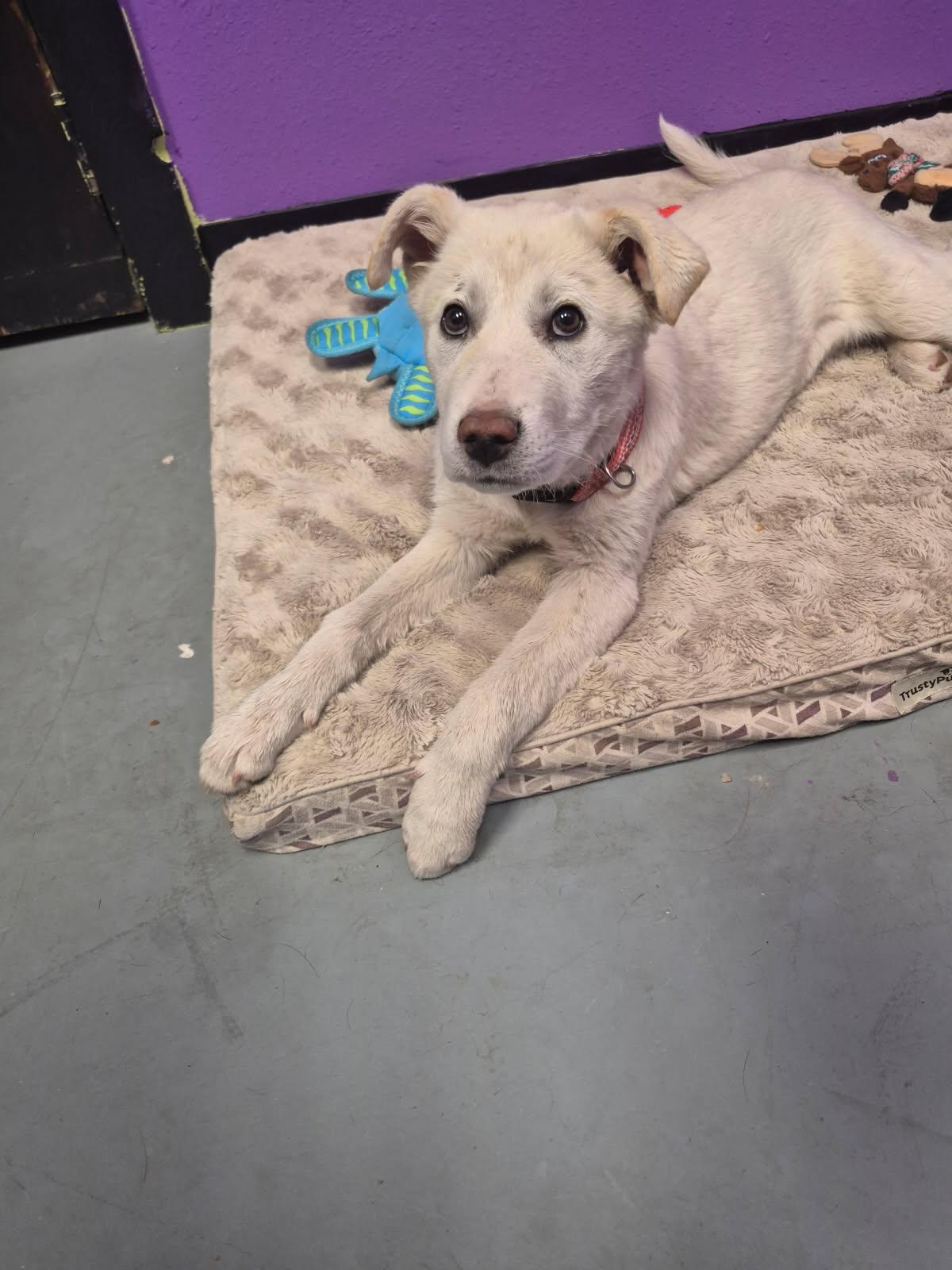 Dog for adoption - Maple, a Labrador Retriever Mix in Denver, CO ...