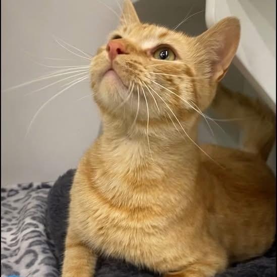 Cat for adoption - Garfield, a Domestic Short Hair in Midlothian, TX ...