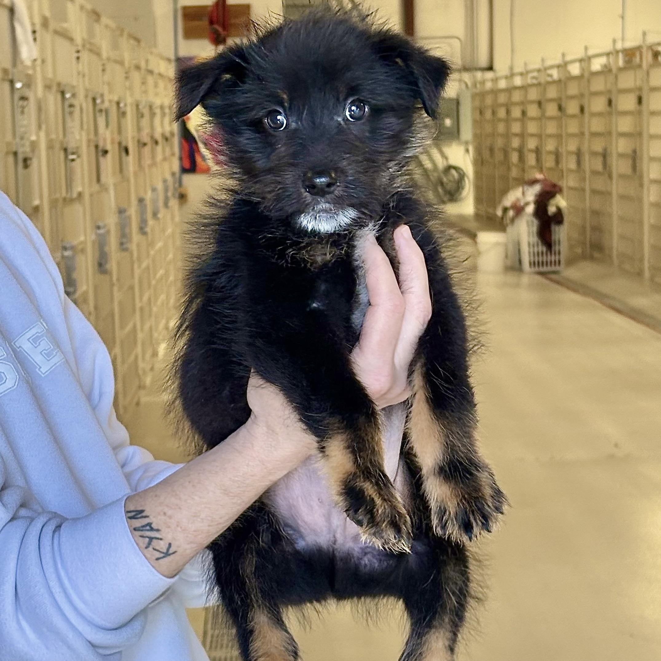 Dog for adoption - Nimbus, a Terrier in Chicago, IL | Petfinder