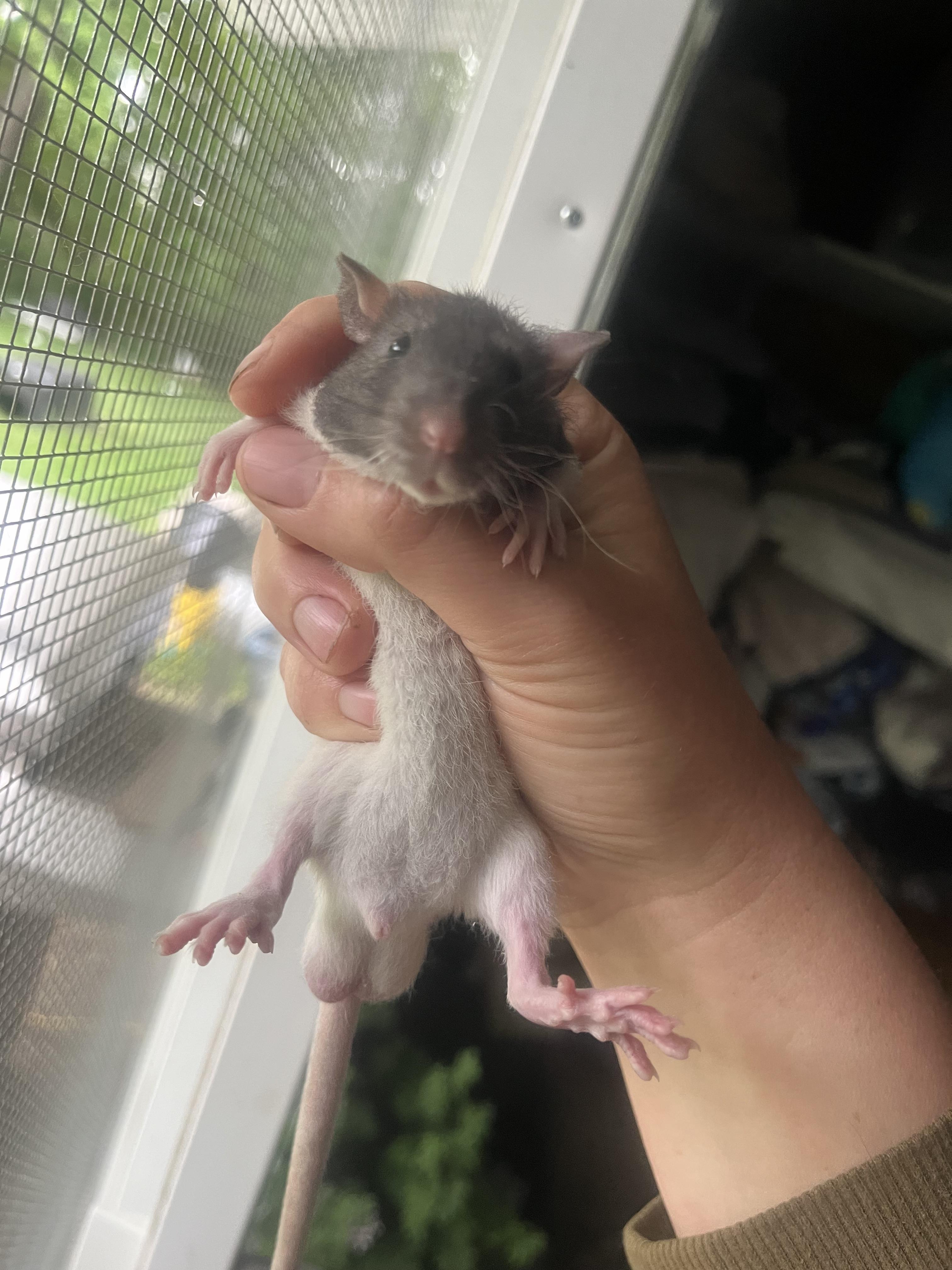 Rat for adoption - Baby Boy Ratties, a Rat in Swanton, OH | Petfinder