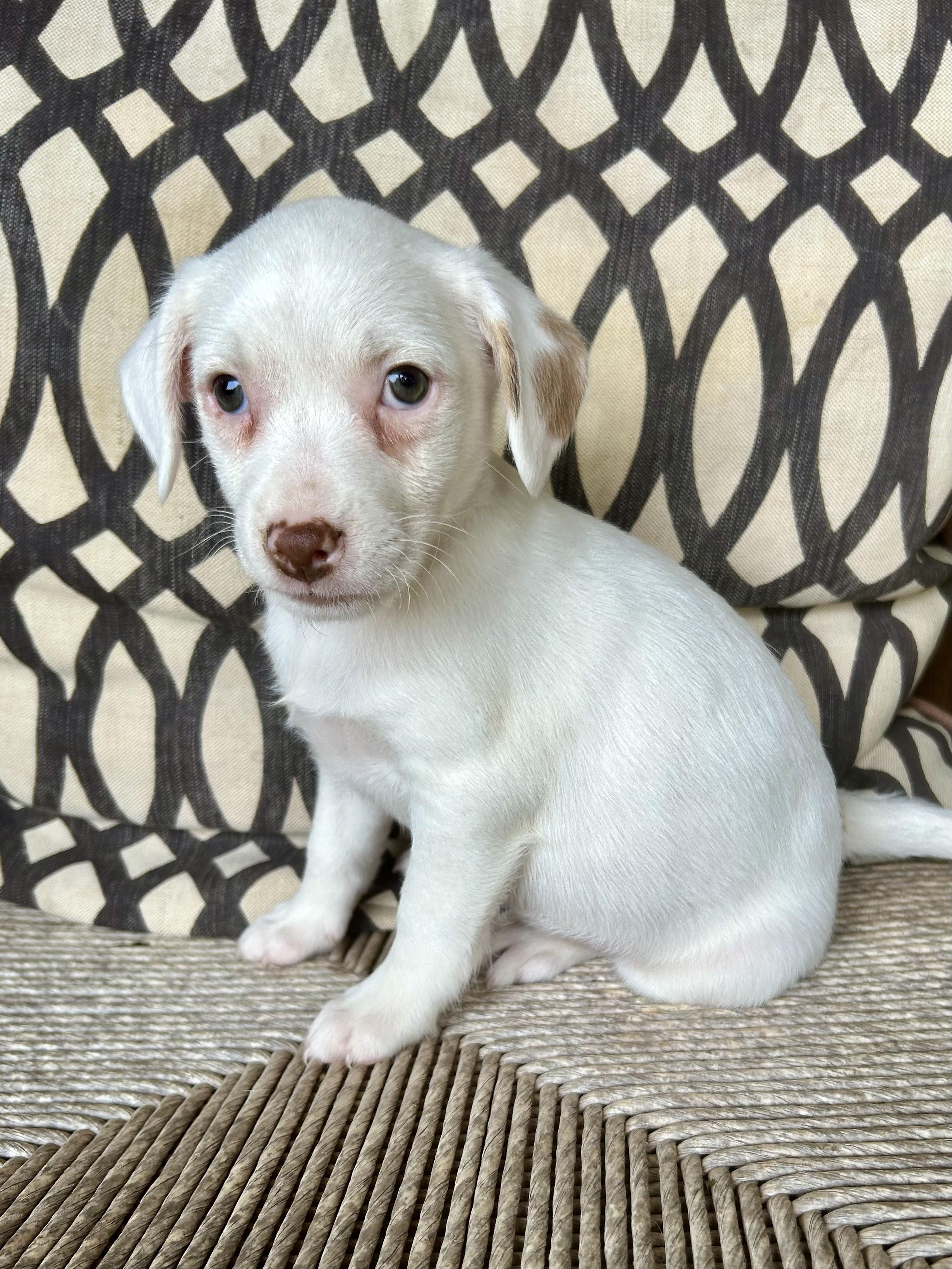 Dog for adoption - POPPY, a Jack Russell Terrier & Chihuahua Mix in ...
