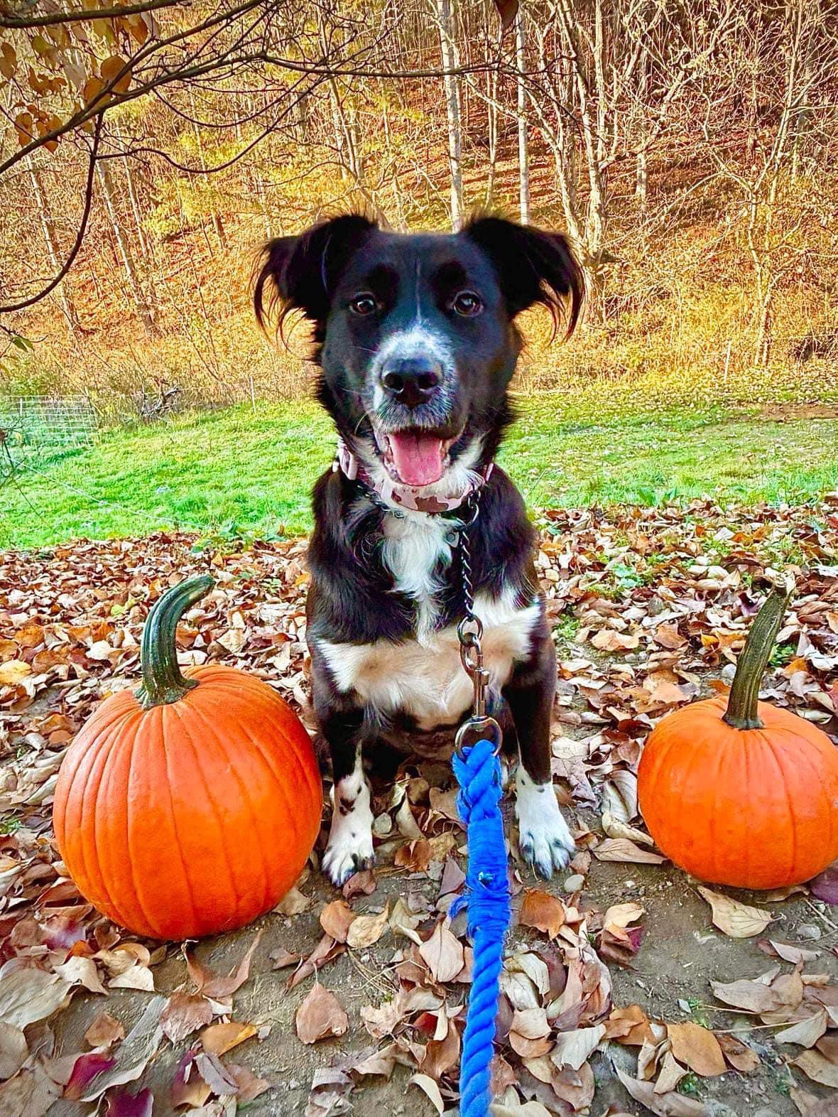Dog for adoption - Nora, a Border Collie Mix in Maiden, NC | Petfinder