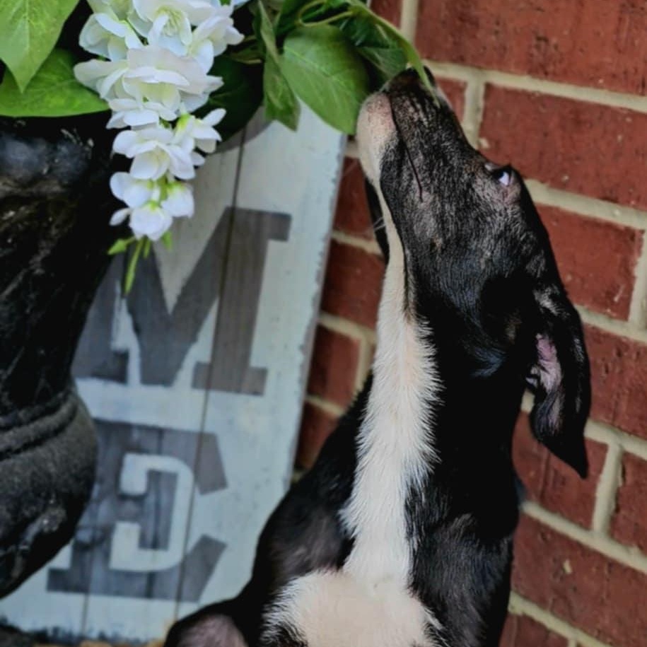 Dog for adoption - Harrison (sponsored), a Black Labrador Retriever ...