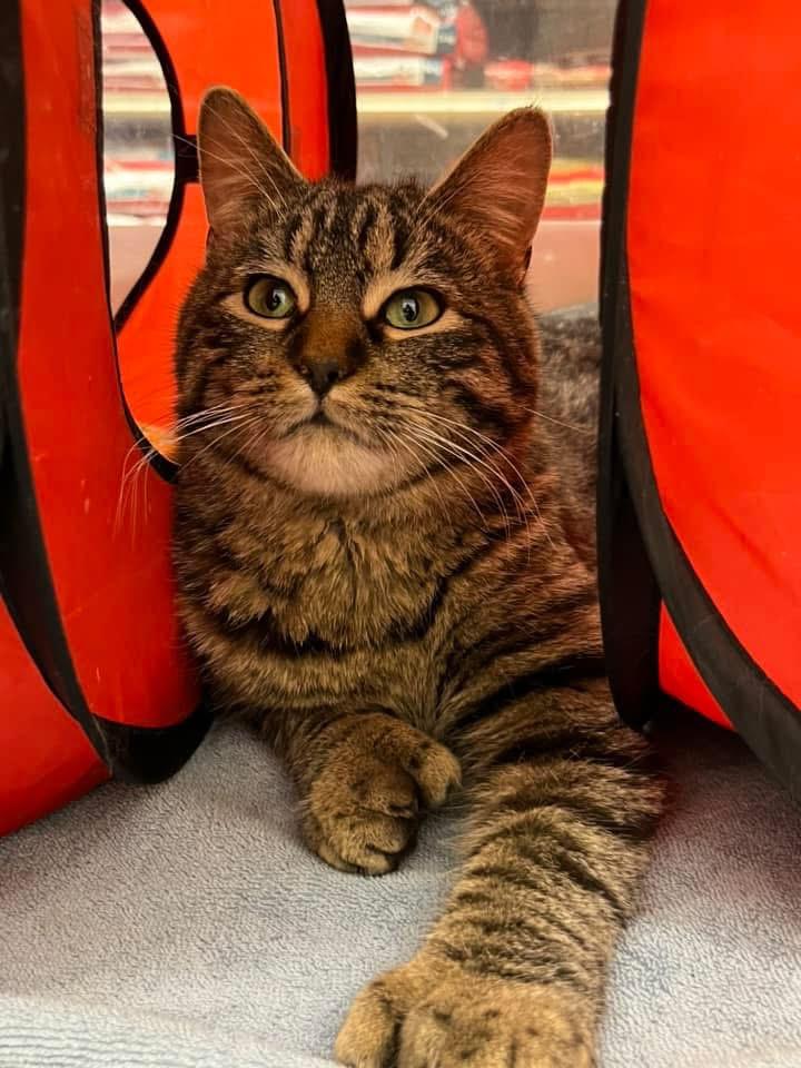 Cat for adoption - Roro *polydactyl - bonded with Imbe, a Domestic ...