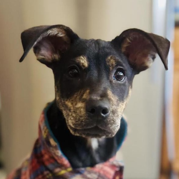 Dog for adoption - Oregano Zest - local guy, a Beagle Mix in Andover ...