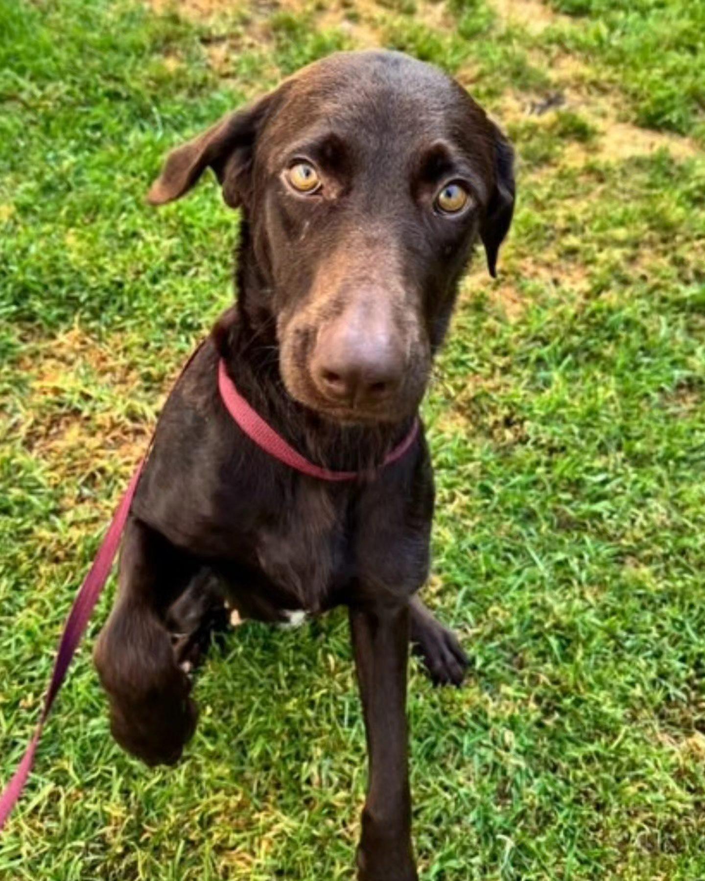 Dog for adoption - Godiva, a Chocolate Labrador Retriever Mix in San ...